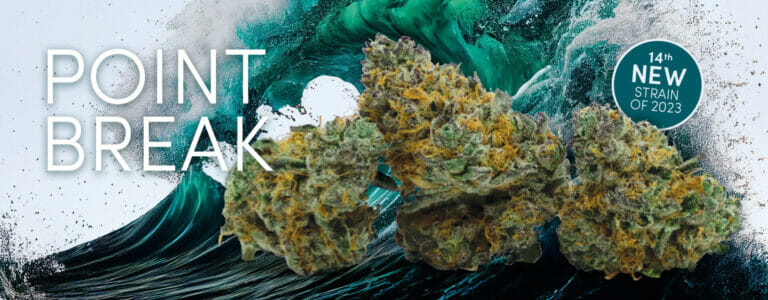 Point Break Weed Strain - Noa Botanicals