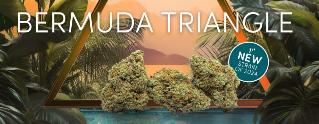Bermuda Triangle Weed Strain - Noa Botanicals