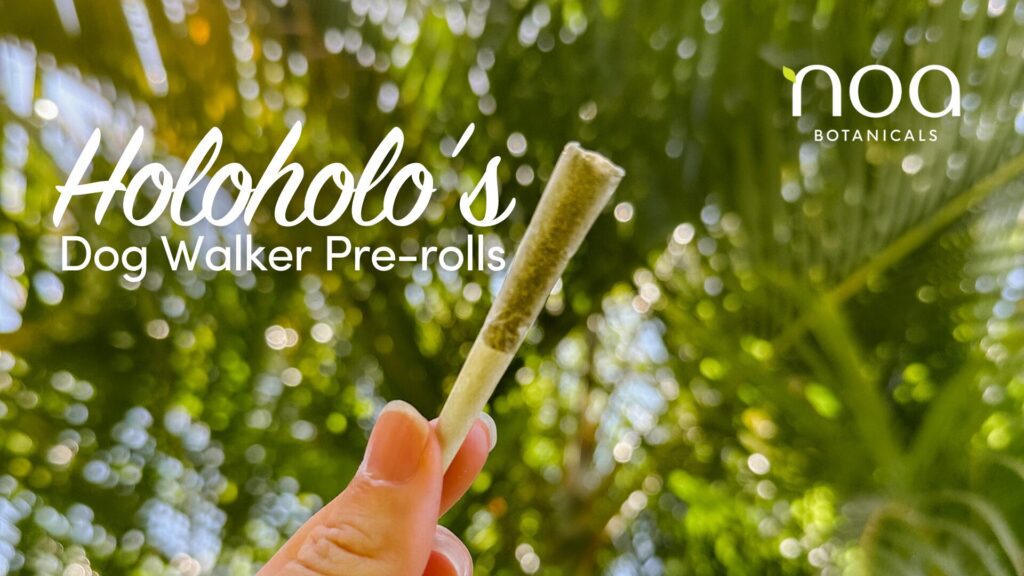 Hawaii's Dog Walker Pre-Rolls: Holoholos- The Perfect Companion for ...