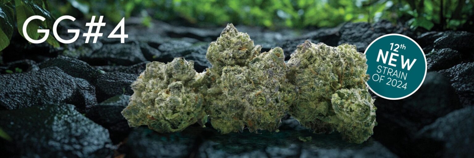 GG#4 Cannabis Strain - Noa Botanicals